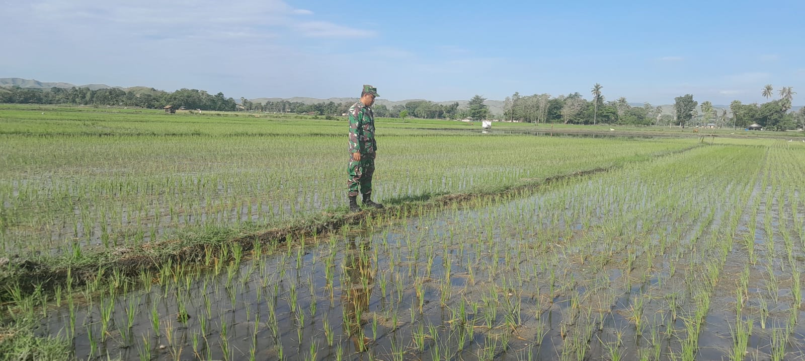 Dampingi Petani, Babinsa Koramil 02/Rindi Umalulu Cek Pertumbuhan ...