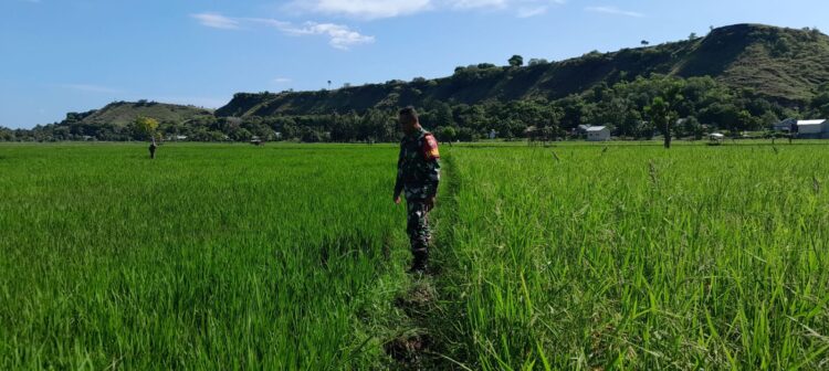 Dampingi petani, Babinsa Koramil 02/Rindi Umalulu Cek Pertumbuhan ...